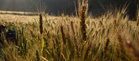 Home - Forestry Notes