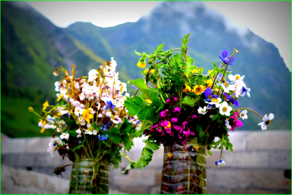 Medicinal and Aromatic Plants- Introduction - Forestry Coaching-IFoS ...