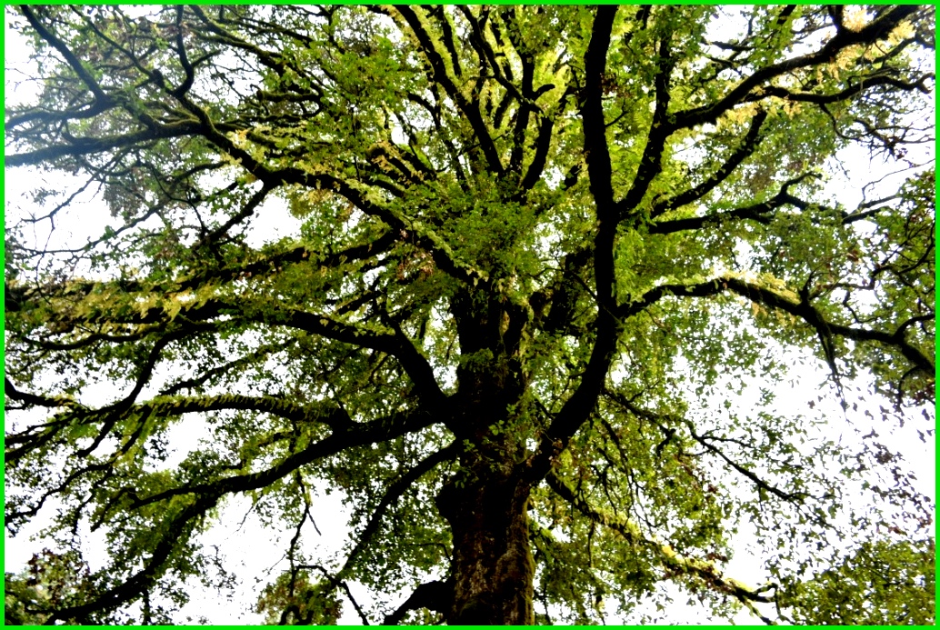 Tree structure - Forestry Coaching-IFoS ACF AFO FRI Exams