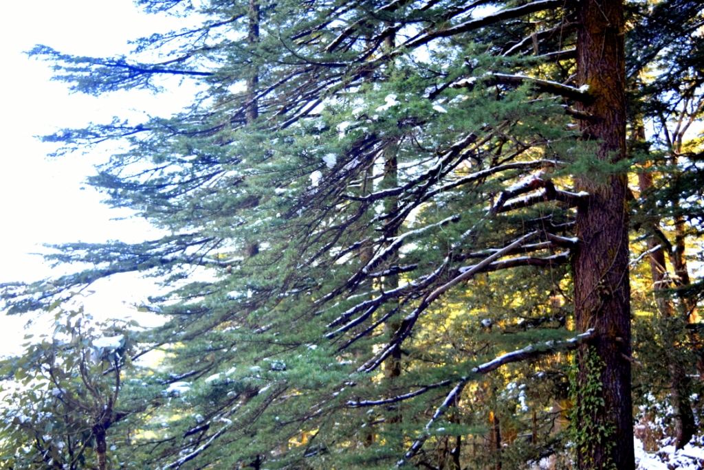 The Deodara- Silviculture of Cedrus deodara-Know your trees - Forestry ...