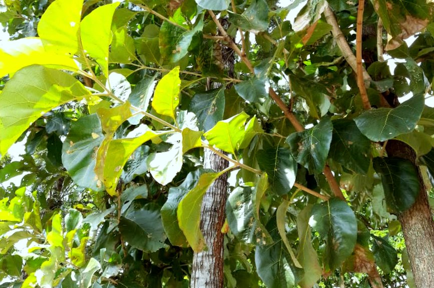 The Teak-Silviculture of Tectona grandis-Know your trees - Forestry ...