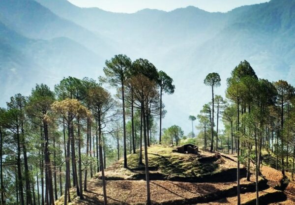 Home - Forestry Notes