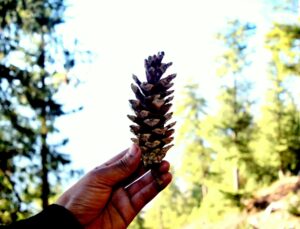 Pinus roxburghii (Chir)-Silviculture of Pinus roxburghii - Forestry ...