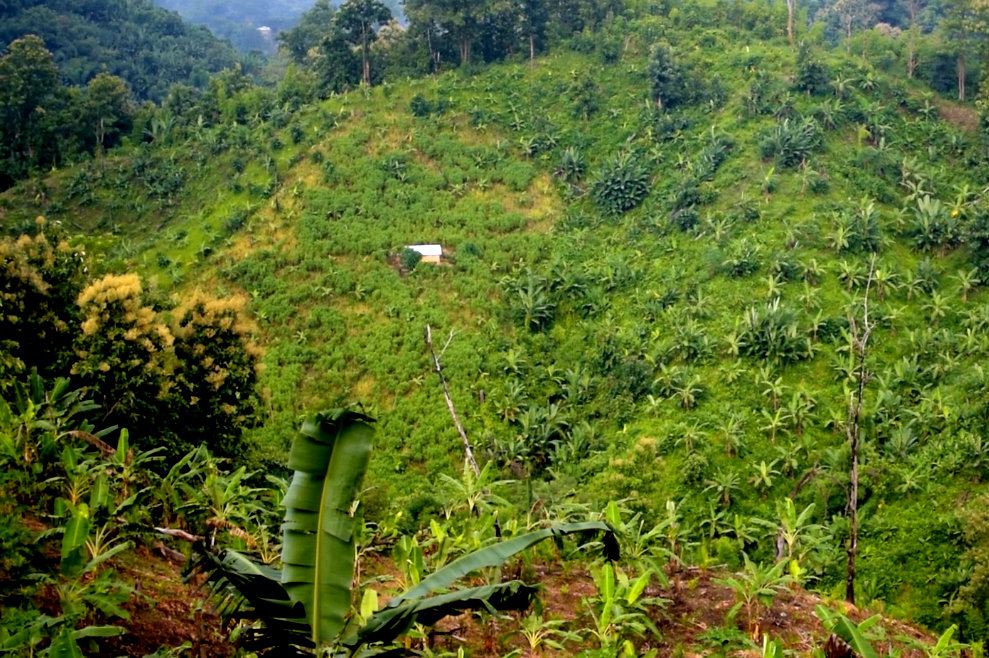 Clear Felling System: All You Need To Know - Forestry Coaching-IFoS ACF ...