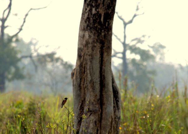 Parts of trees: The stem and roots - Forestry Coaching-IFoS ACF AFO FRI ...