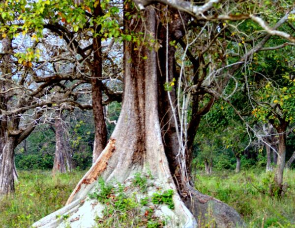 Parts of trees: The stem and roots - Forestry Coaching-IFoS ACF AFO FRI ...