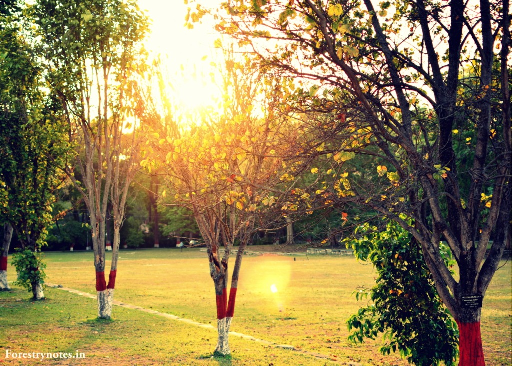 Parts of trees: The stem and roots - Forestry Coaching-IFoS ACF AFO FRI ...